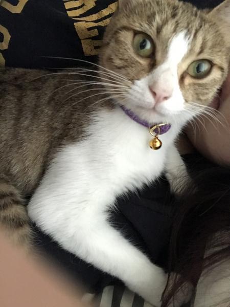 愛知県一宮市でキジトラが迷子です。｜迷子猫・保護猫の掲示板