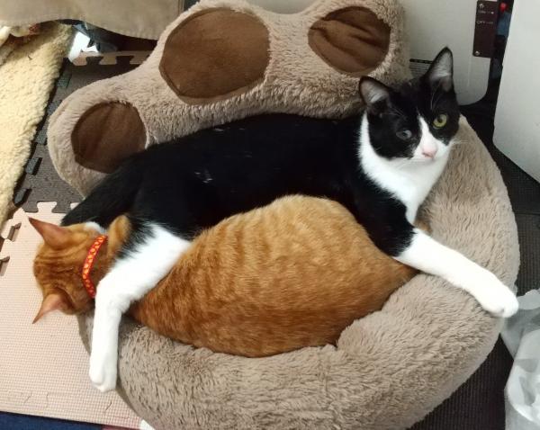 高知県高知市のハチワレは解決しました。｜迷子猫・保護猫の掲示板