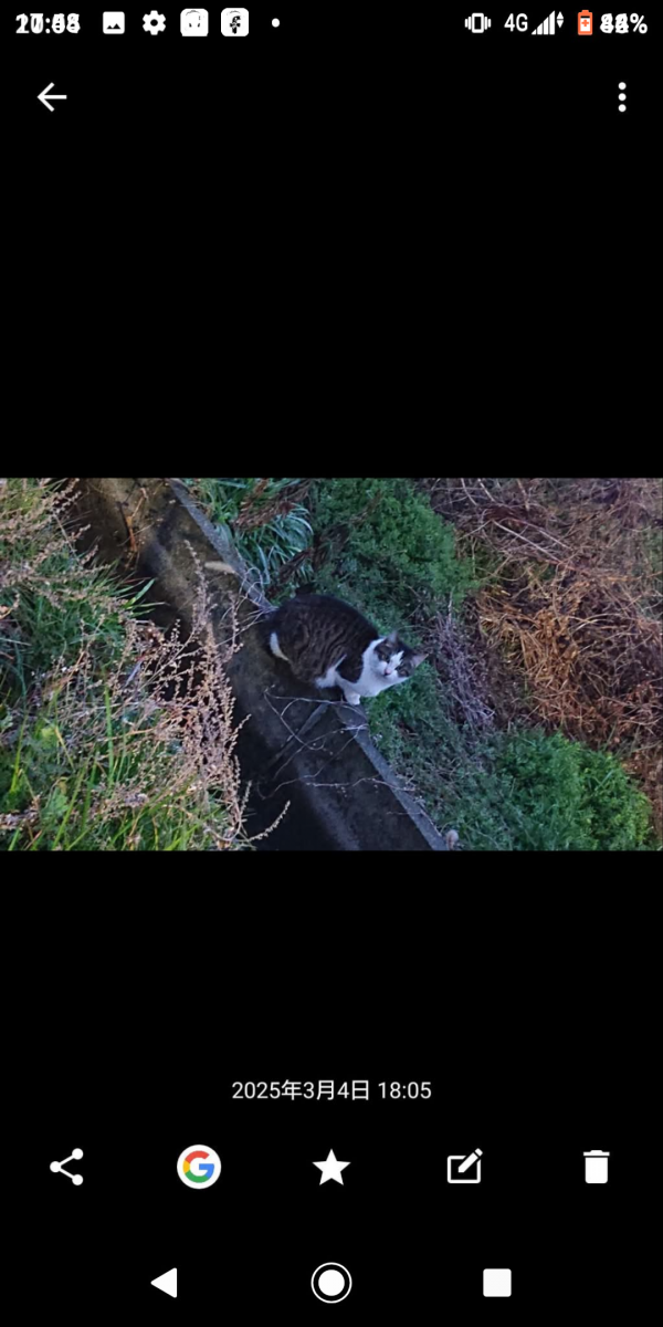 京都府宇治市でサバ はちわれが迷子です。｜迷子猫・保護猫の掲示板