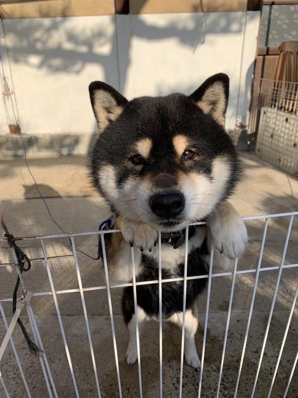 香川県坂出市大屋冨町で柴犬が迷子です。｜迷子犬・保護犬の掲示板